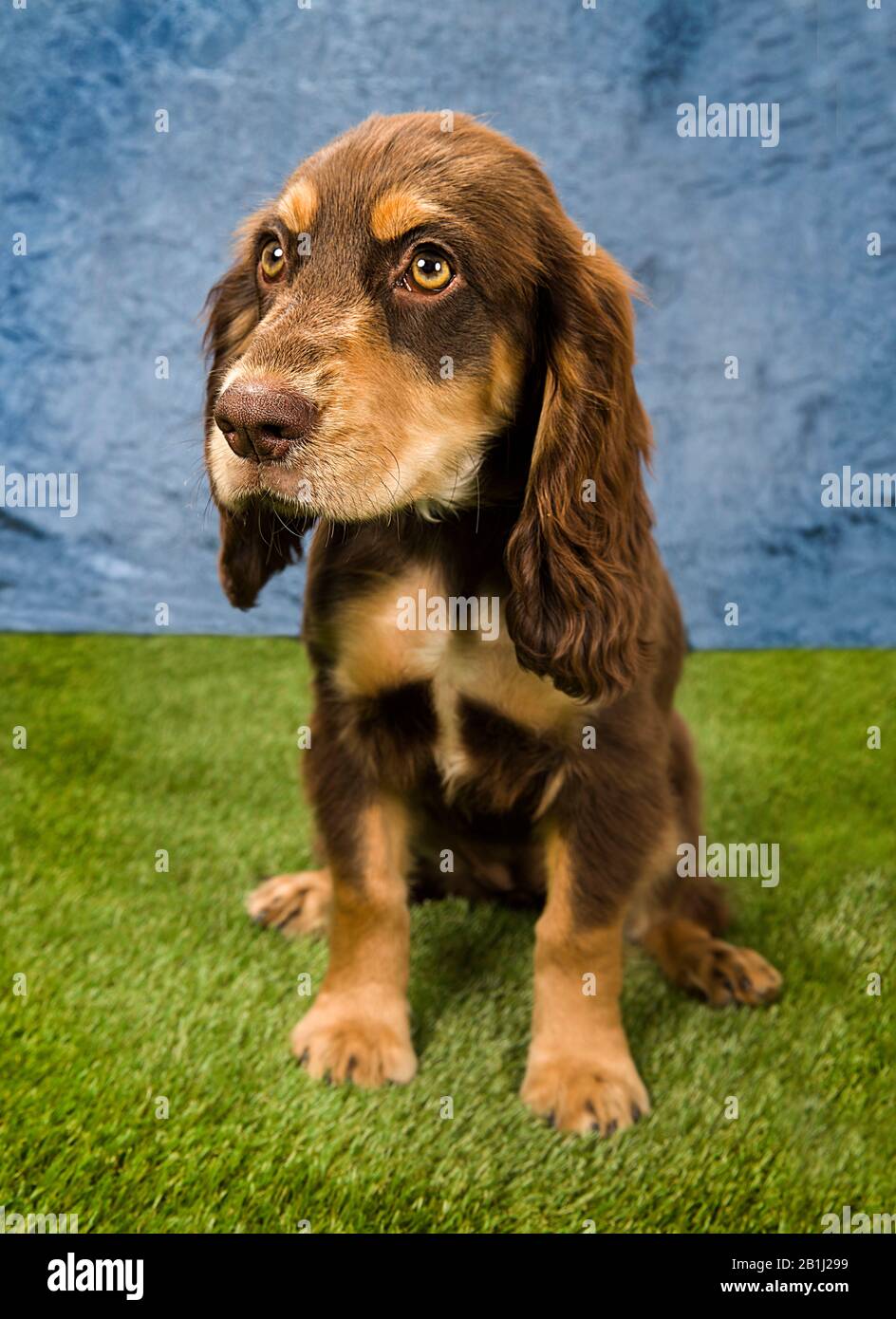 Cute dog Portrait Photograph of a Cocker Spaniel Stock Photo - Alamy