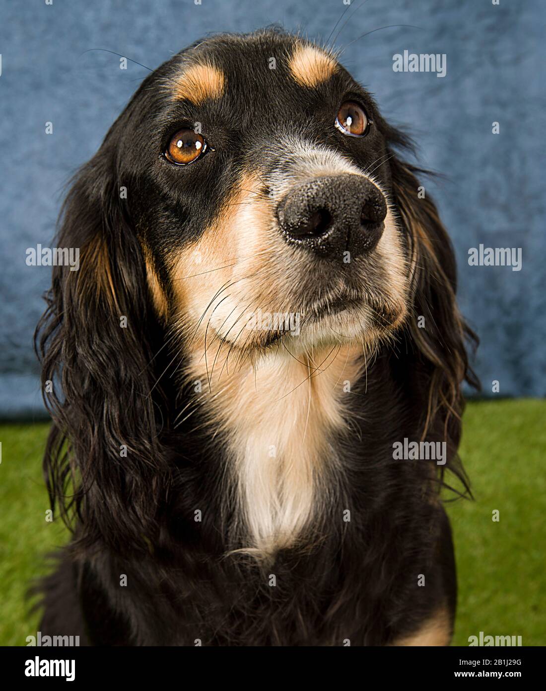 Cute dog Portrait Photograph of a Cocker Spaniel Stock Photo - Alamy