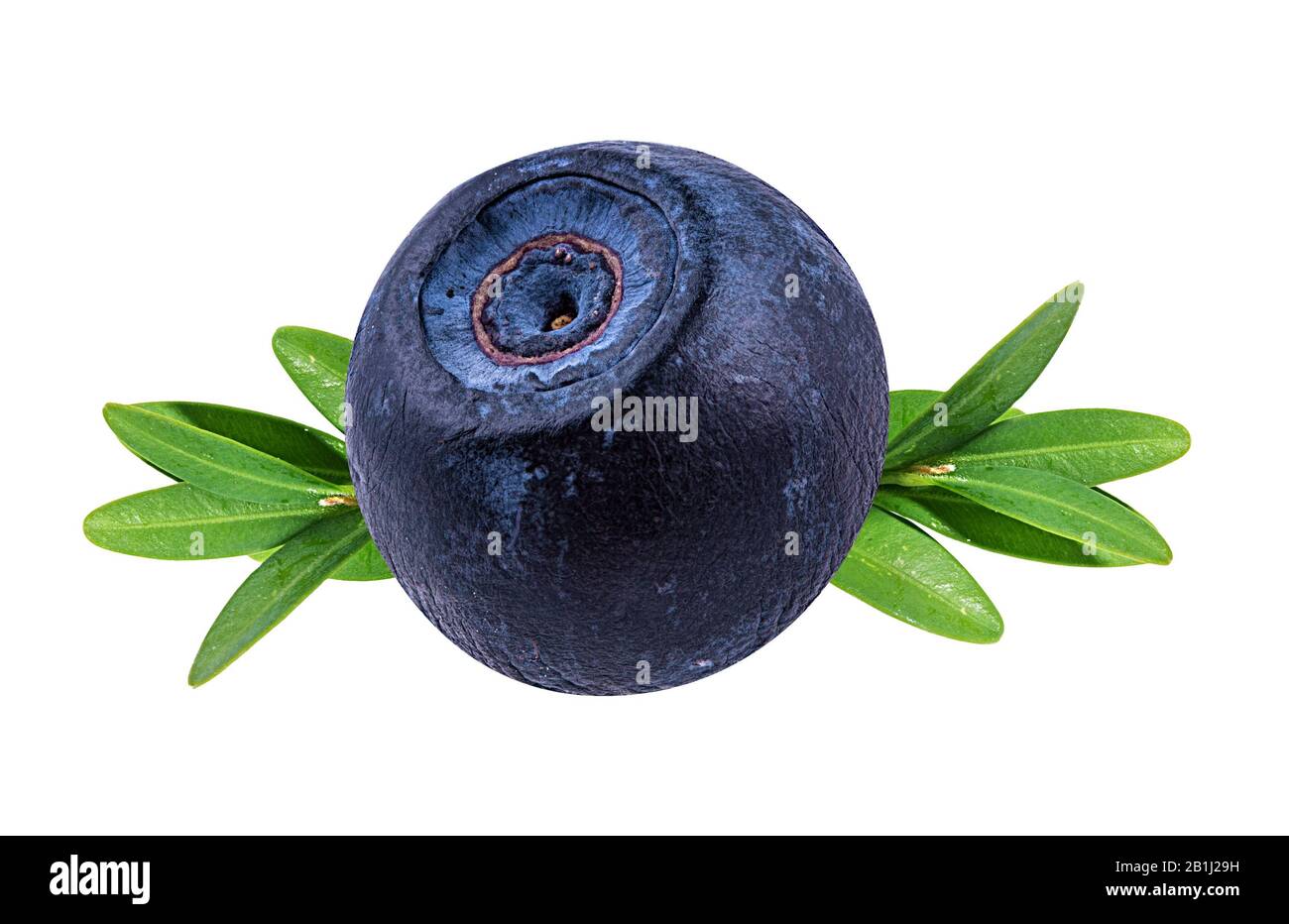 Fresh Bilberries blueberries, isolated on white background Stock Photo ...