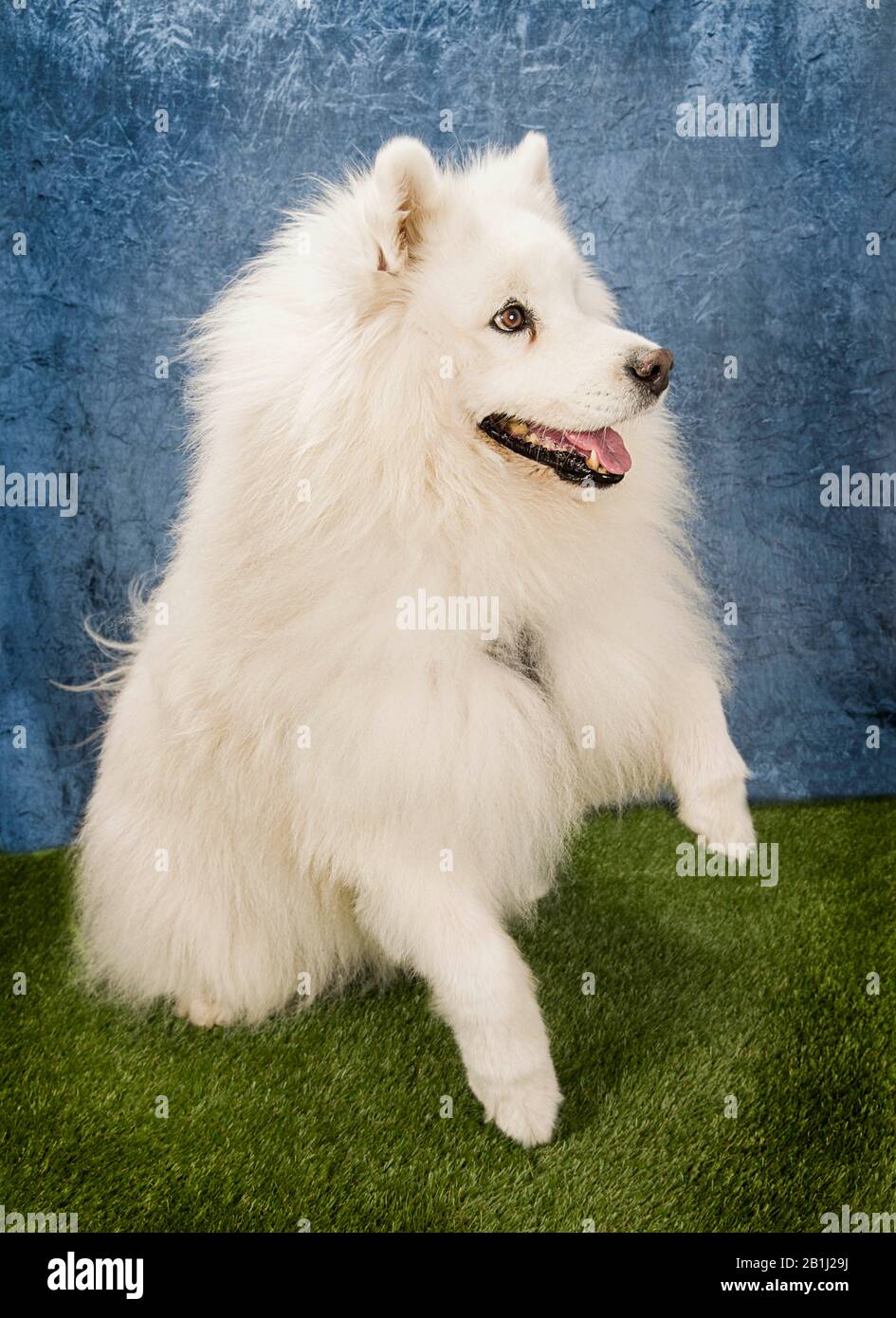 Samoyed pup hi-res stock photography and images - Alamy
