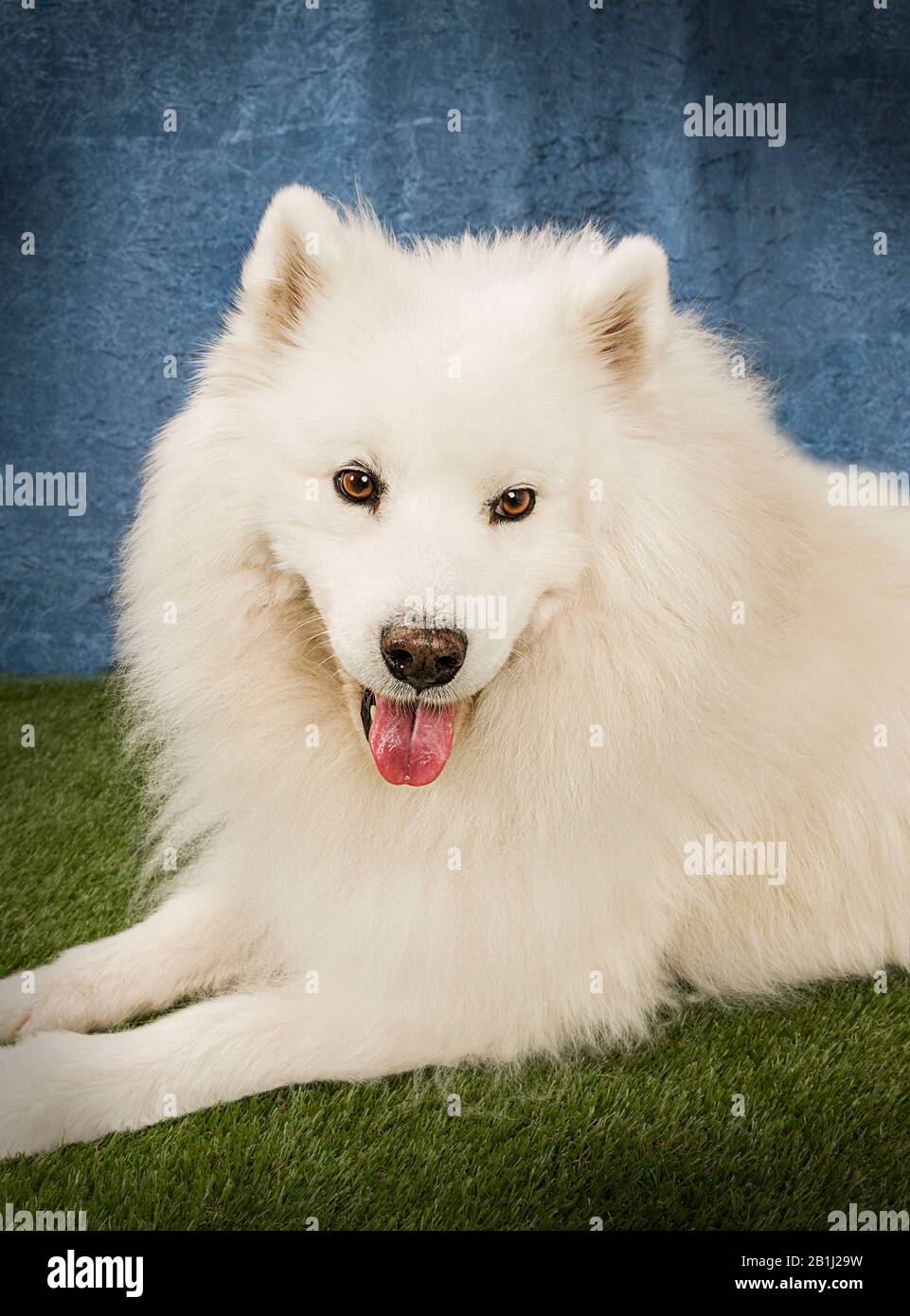 Cute dog Portrait Photograph of a samoyed Stock Photo - Alamy