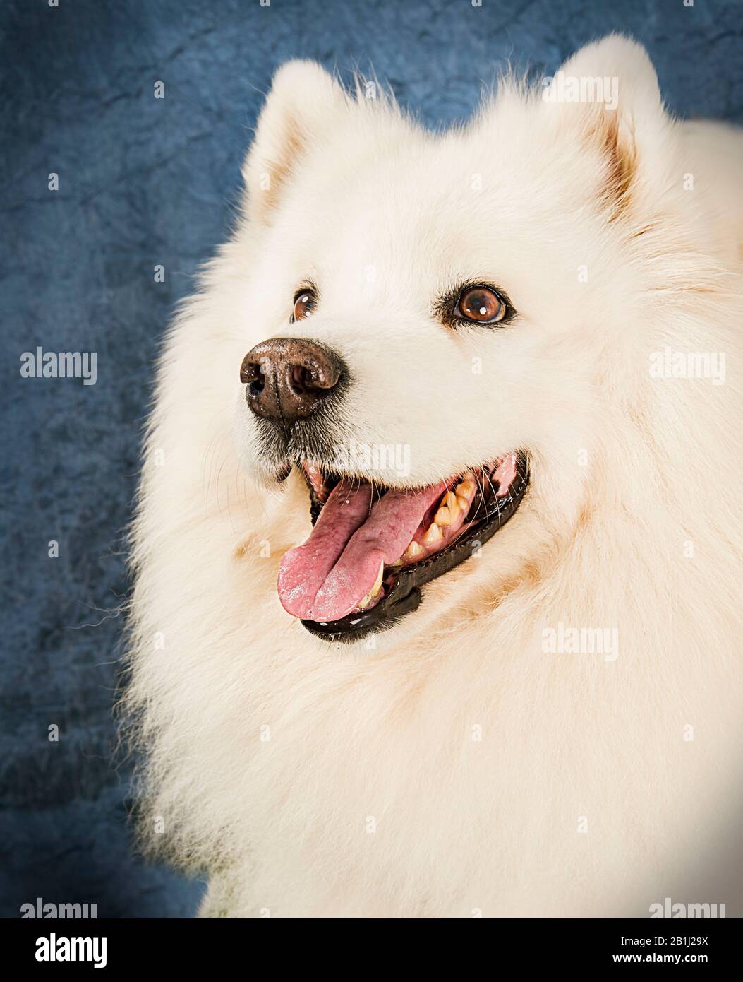 Samoyed pup hi-res stock photography and images - Alamy