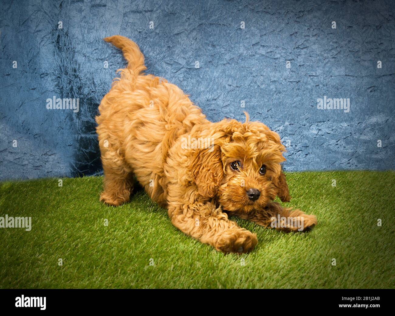 Cute dog Portrait Photograph of a Cockerpoo Stock Photo - Alamy