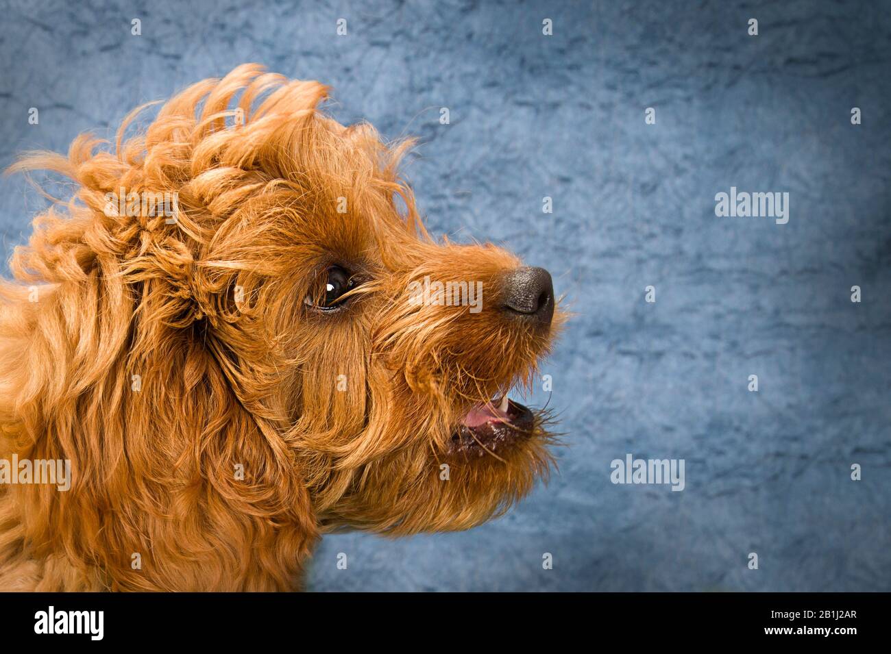 Cute dog Portrait Photograph of a Cockerpoo Stock Photo - Alamy