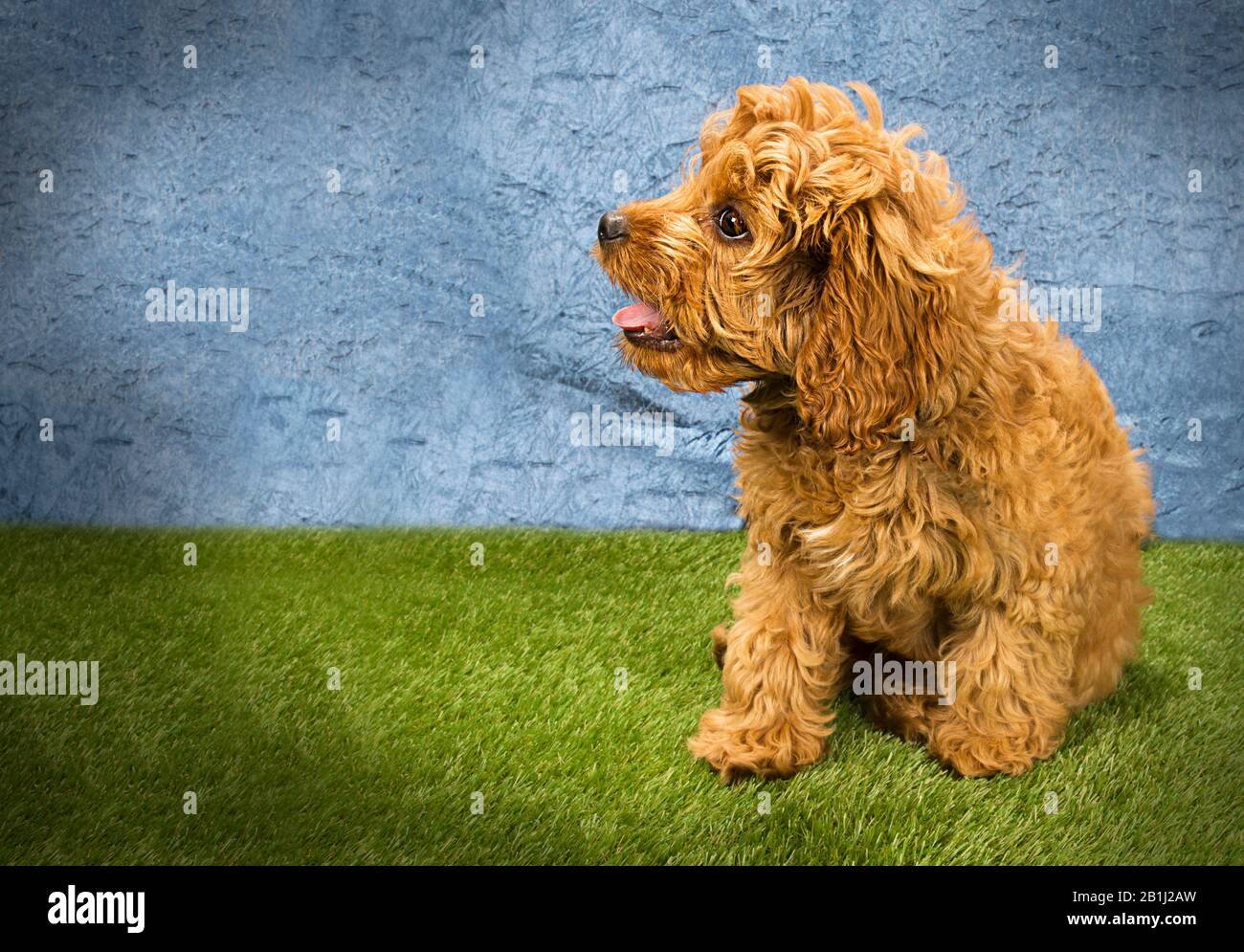Cute dog Portrait Photograph of a Cockerpoo Stock Photo - Alamy