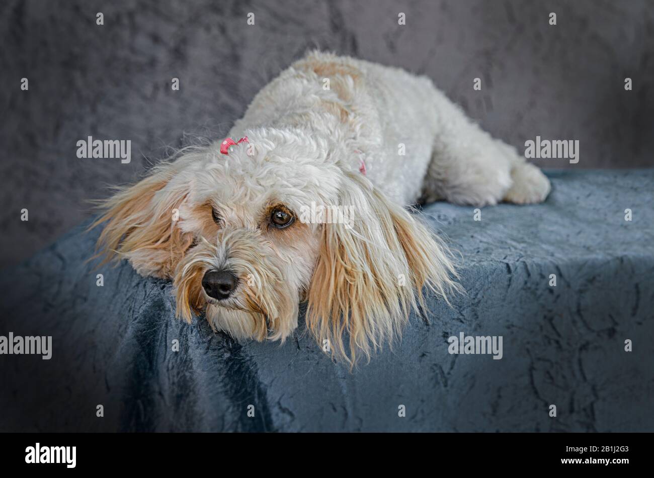 Cute dog Portrait Photograph of a Cavapoo Stock Photo - Alamy