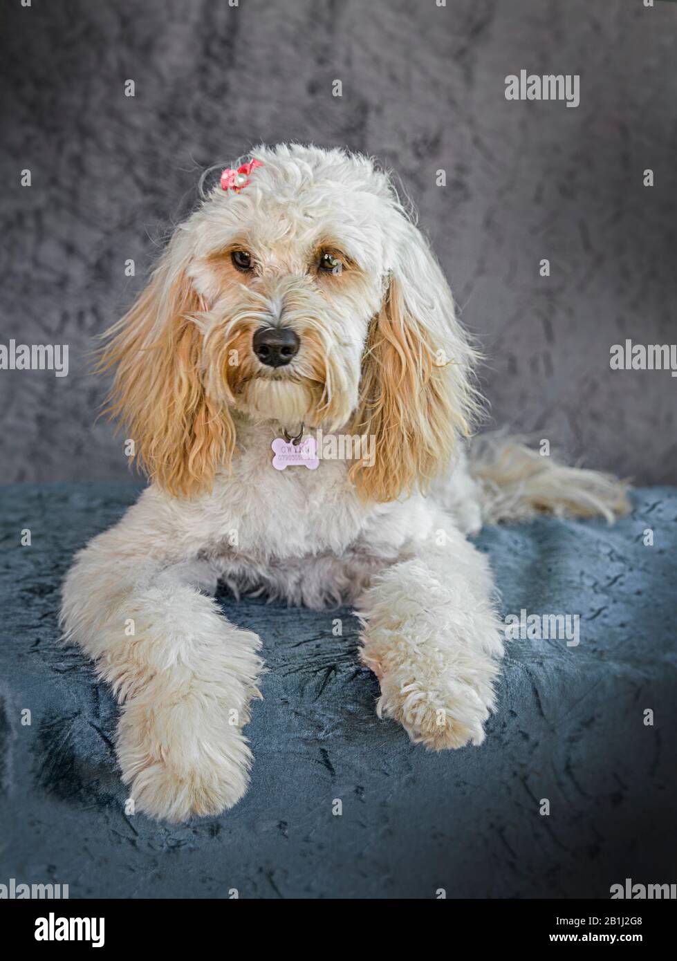 Cute dog Portrait Photograph of a Cavapoo Stock Photo - Alamy