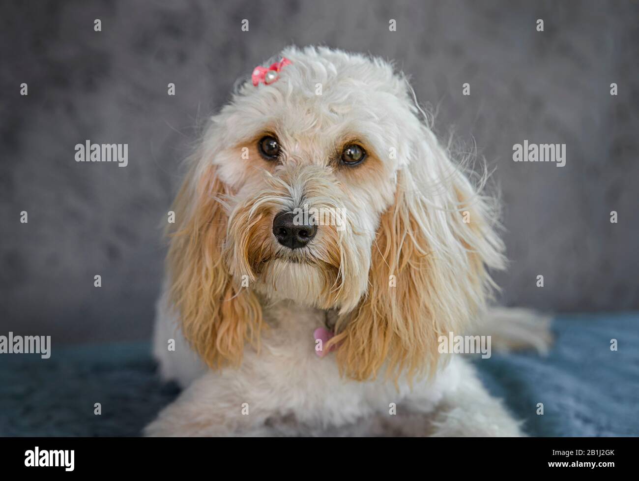 Cute dog Portrait Photograph of a Cavapoo Stock Photo - Alamy