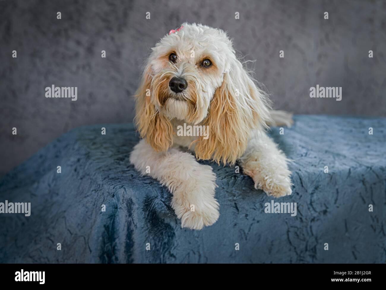Cute dog Portrait Photograph of a Cavapoo Stock Photo - Alamy