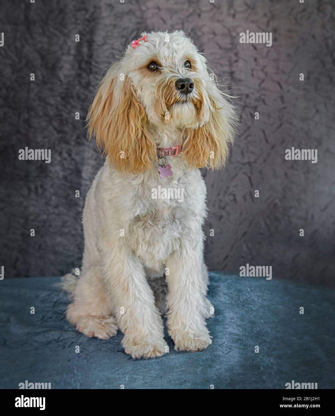 Cute dog Portrait Photograph of a Cavapoo Stock Photo - Alamy