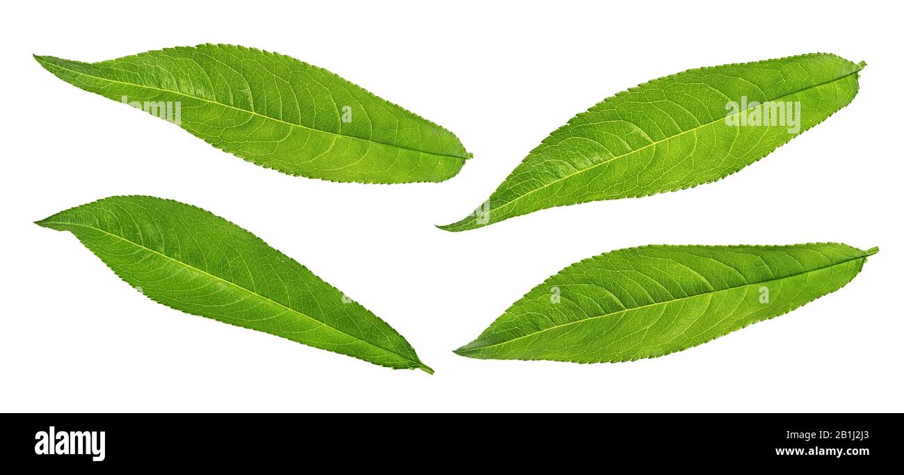 Peach leaf isolated on white background Stock Photo - Alamy