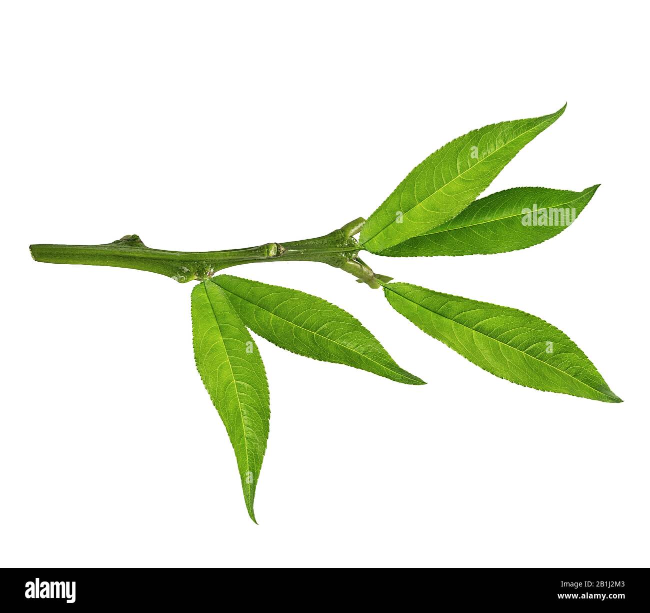 Peach leaf isolated on white background Stock Photo - Alamy