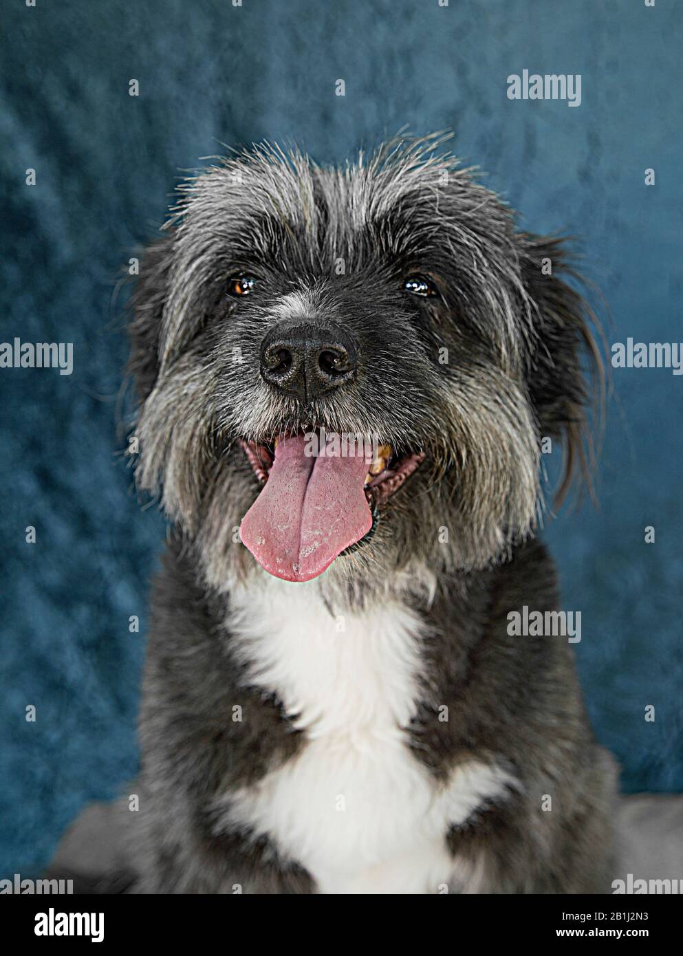 Cute dog Portrait Photograph of a Cross Stock Photo - Alamy