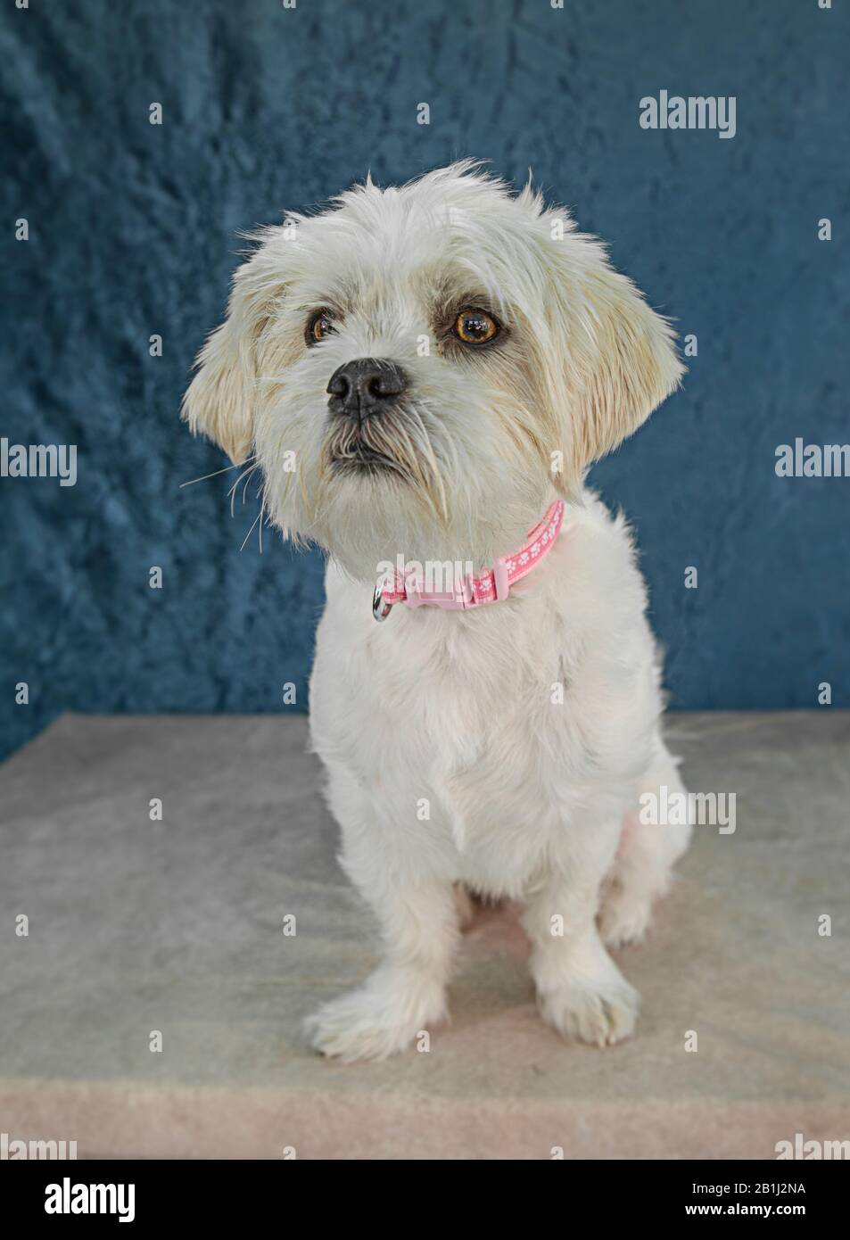 Cute dog Portrait Photograph of a Cavapoo Stock Photo - Alamy