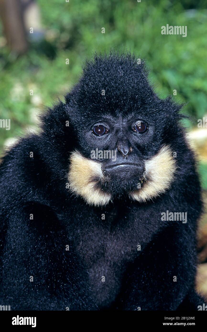 Black Gibbon High Resolution Stock Photography and Images - Alamy