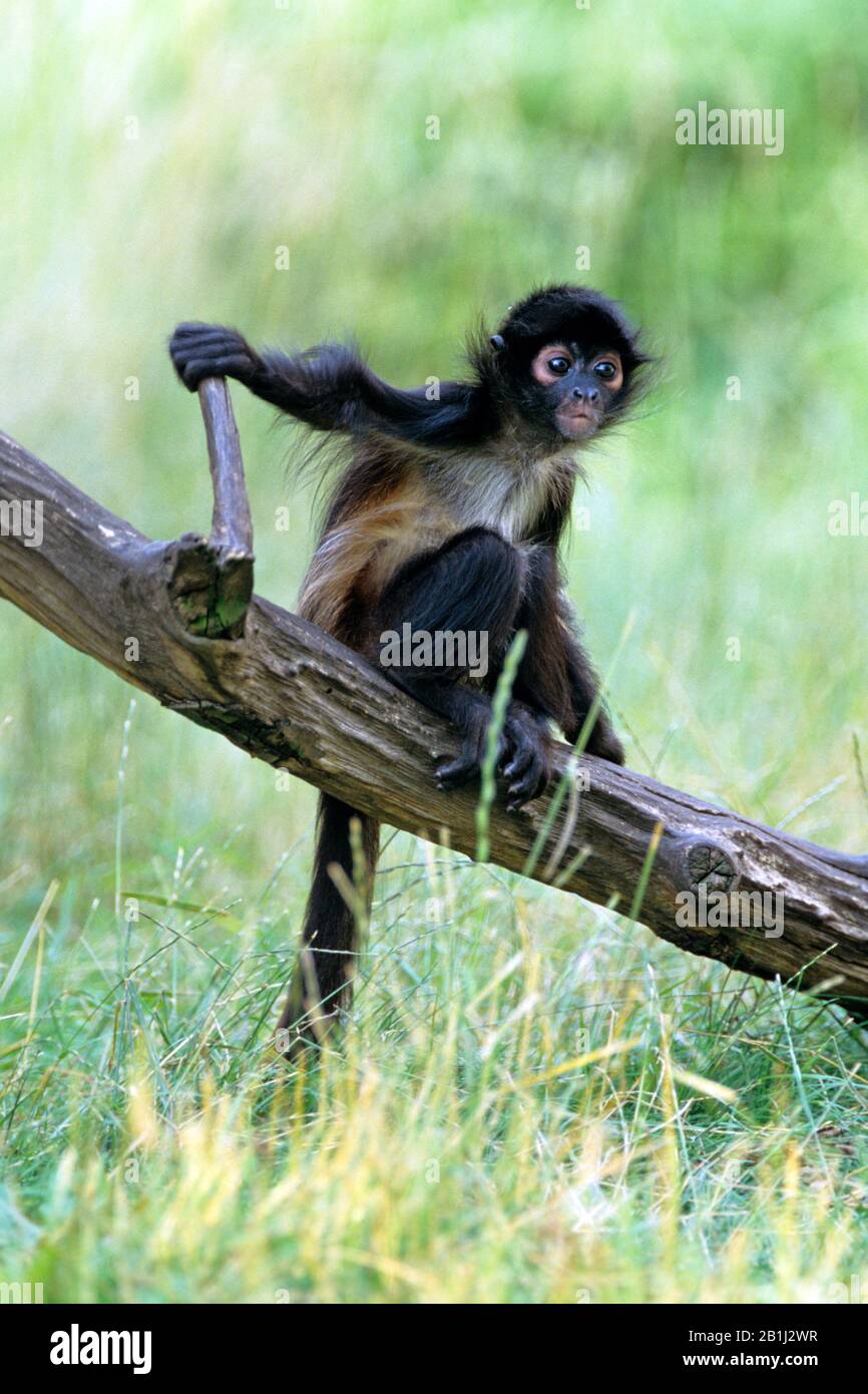 Schwarzer Klammeraffe, Jungtier, Spider Monkey, (Ateles paniscus Stock ...