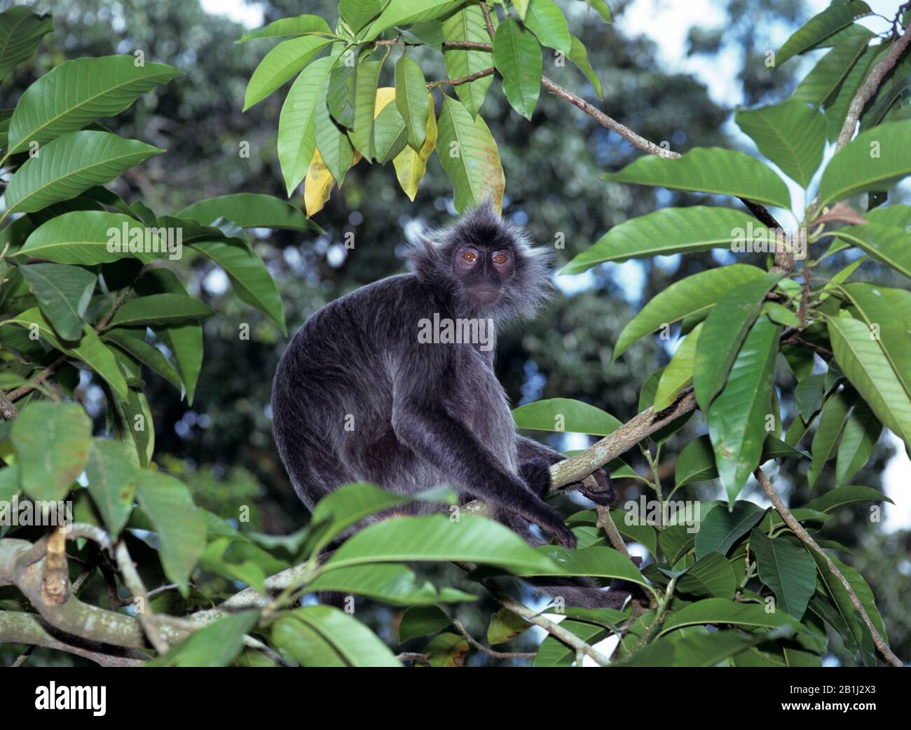 Presbytis melalophus hi-res stock photography and images - Alamy