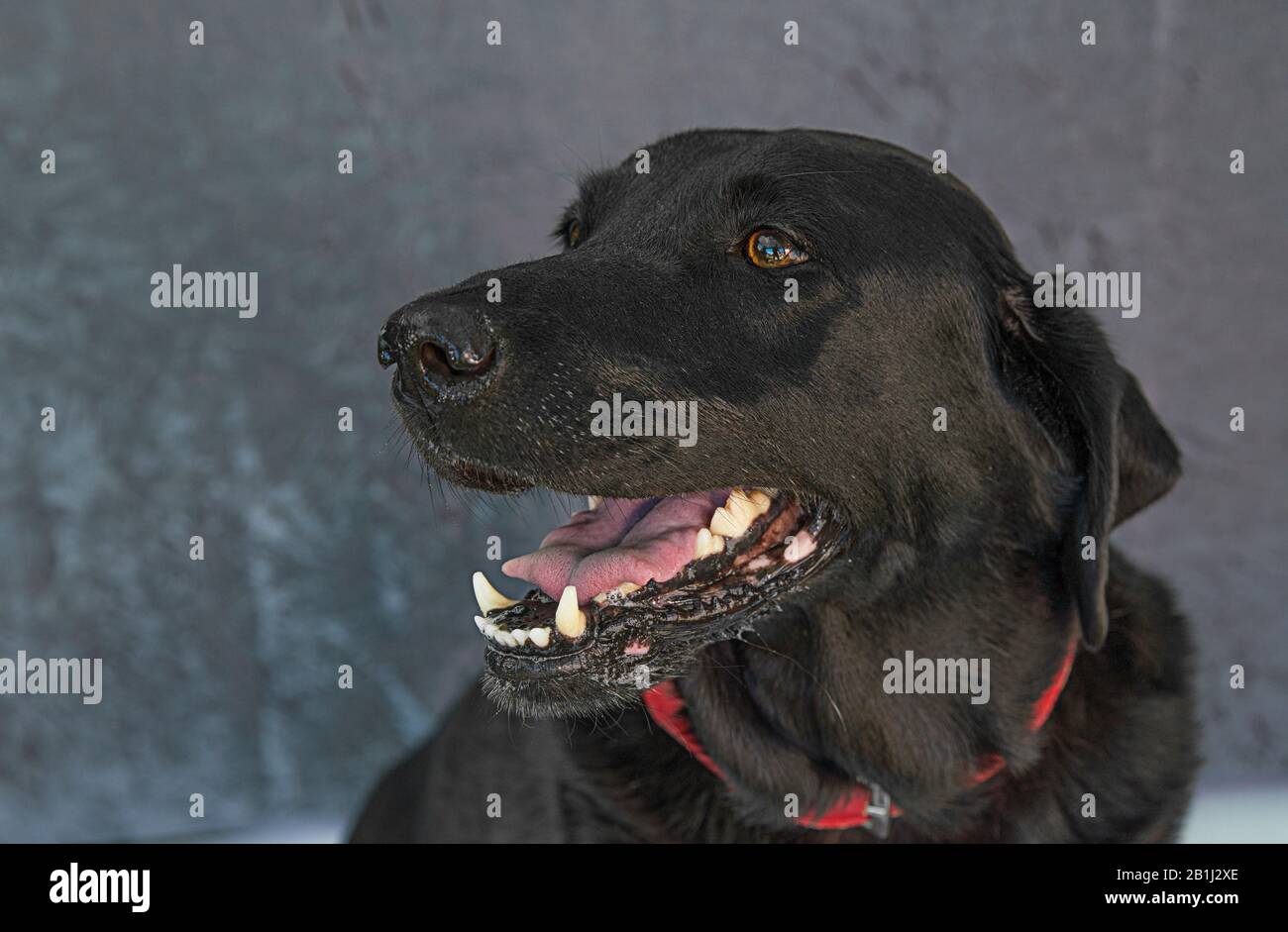 Cute dog Portrait Photograph of a Labrador Stock Photo - Alamy