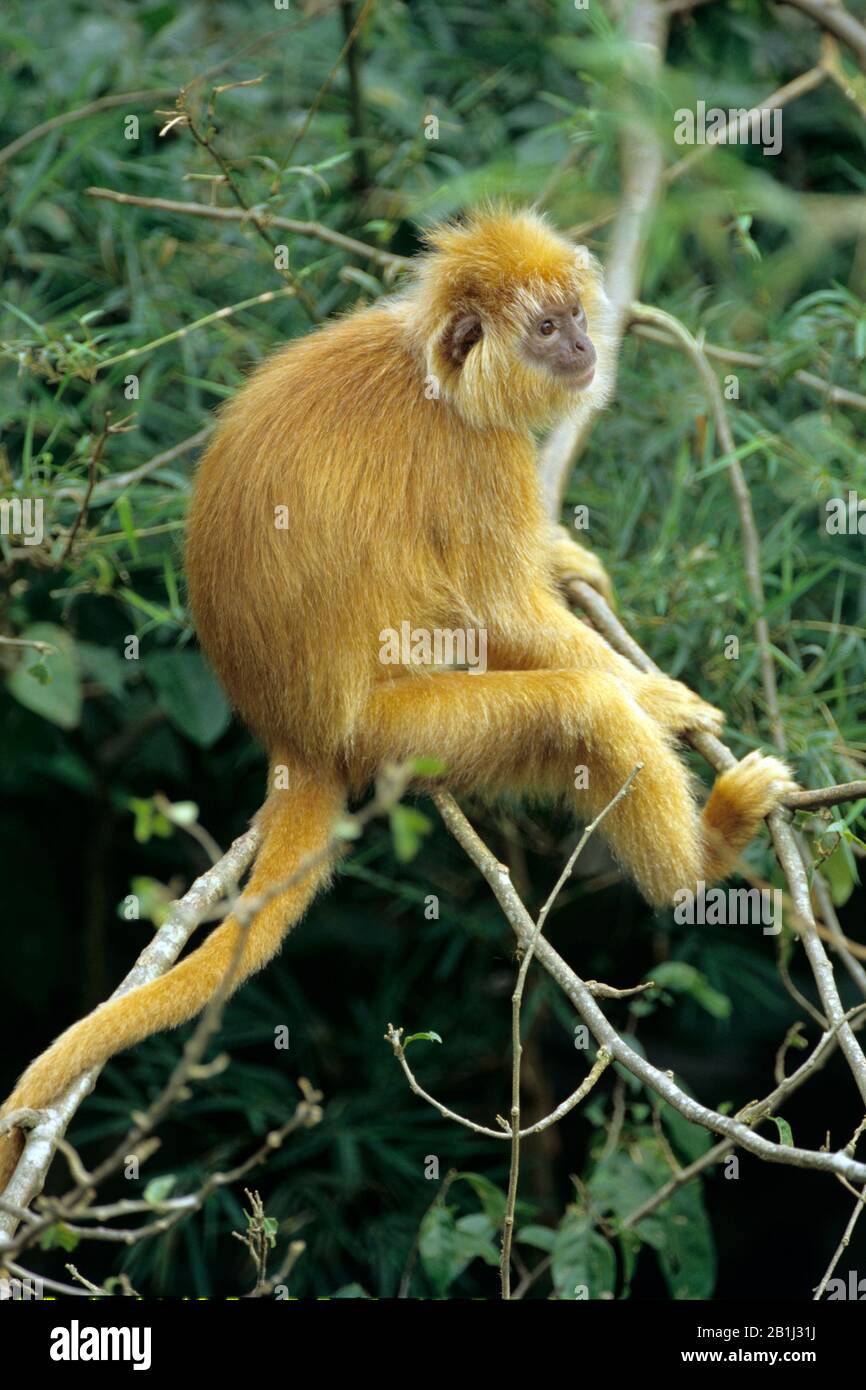 Roter langur hi-res stock photography and images - Alamy