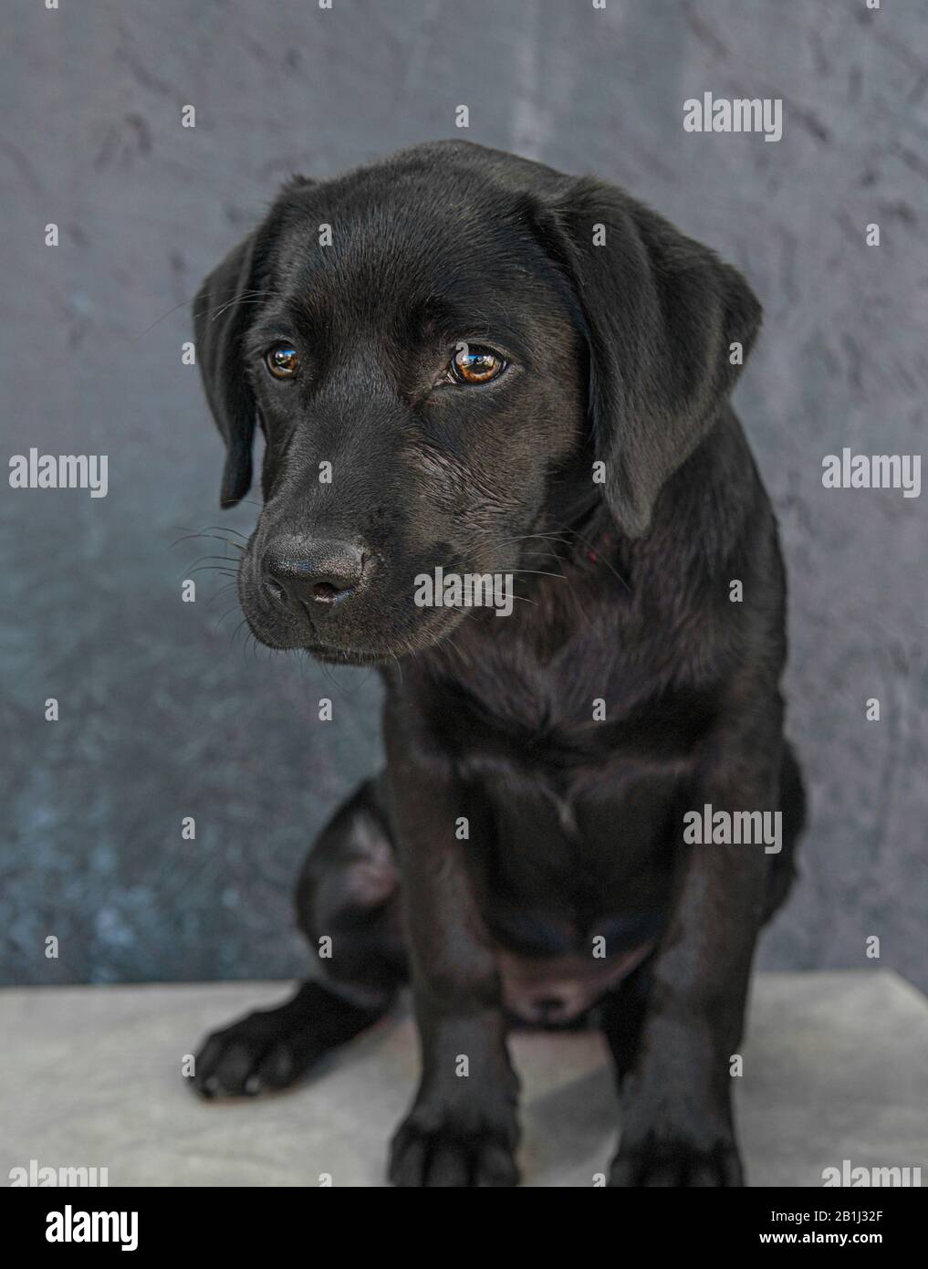Cute dog Portrait Photograph of a Labrador Stock Photo - Alamy