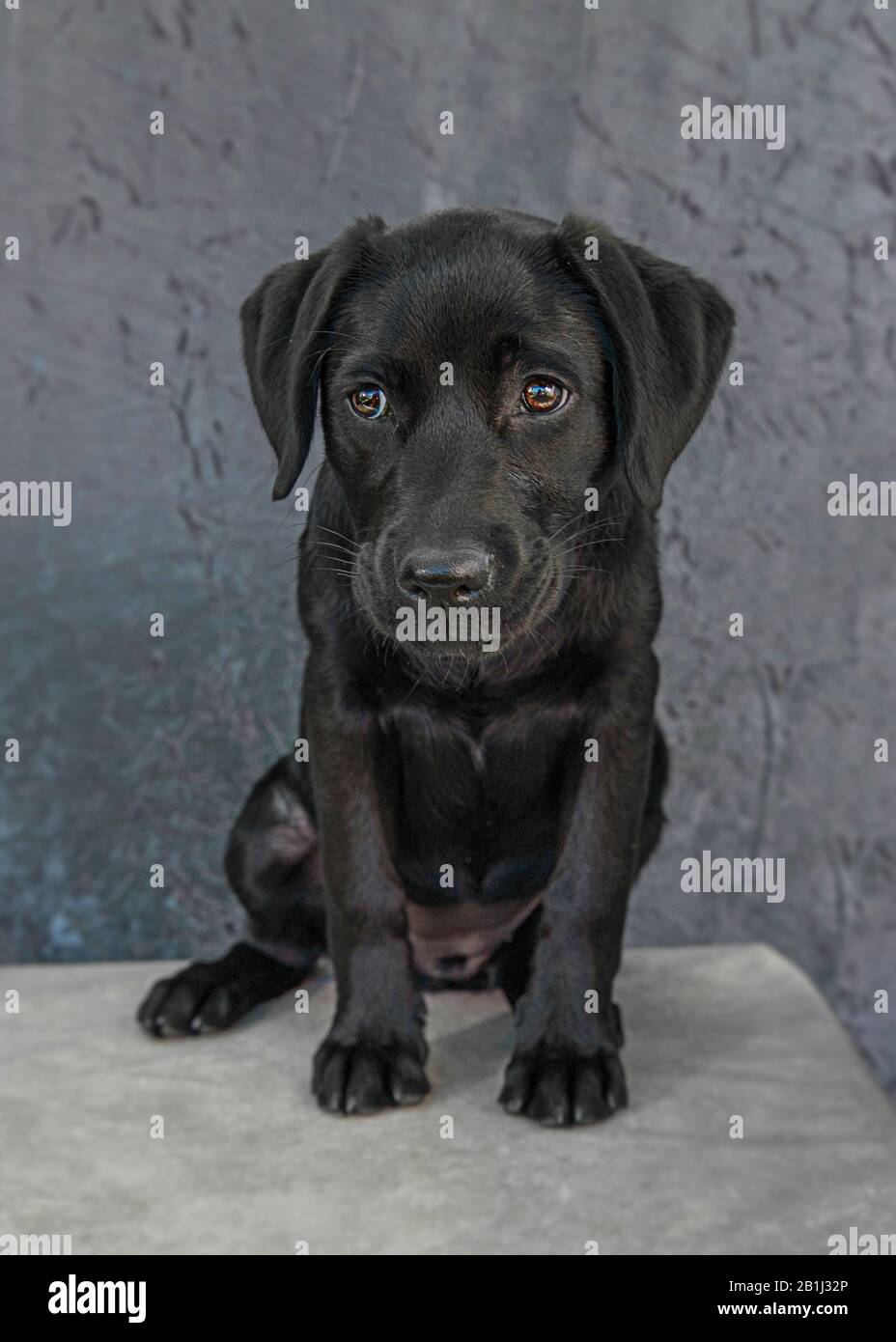 Cute dog Portrait Photograph of a Labrador Stock Photo - Alamy