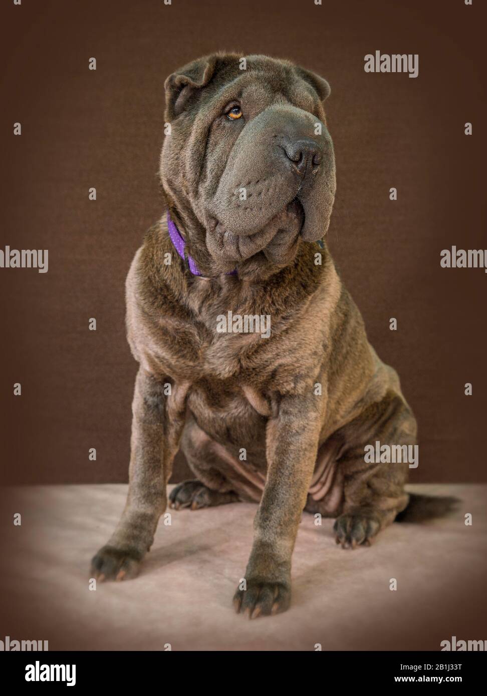 Cute dog Portrait Photograph of a Shar Pei Stock Photo - Alamy
