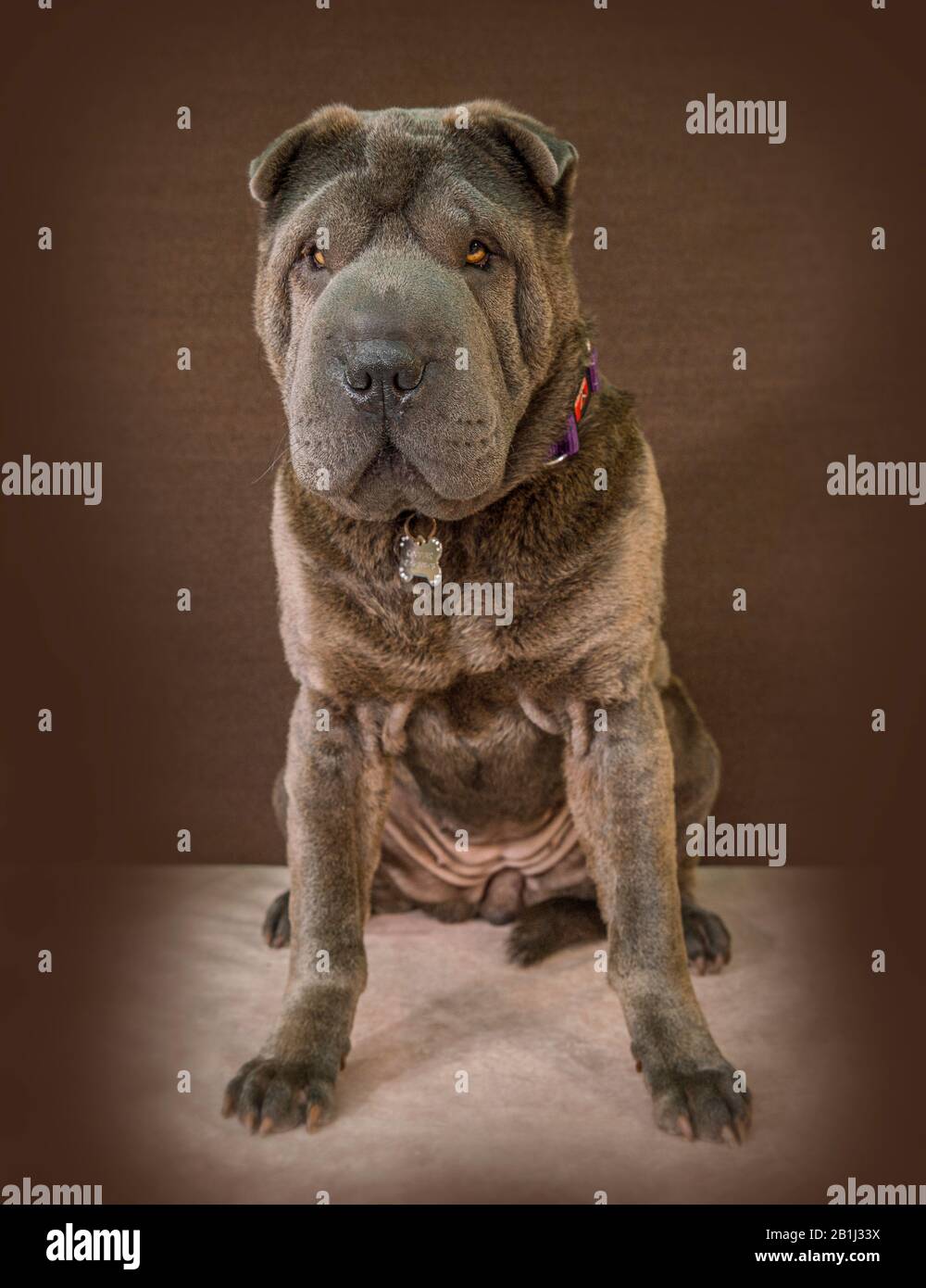 Cute dog Portrait Photograph of a Shar Pei Stock Photo - Alamy