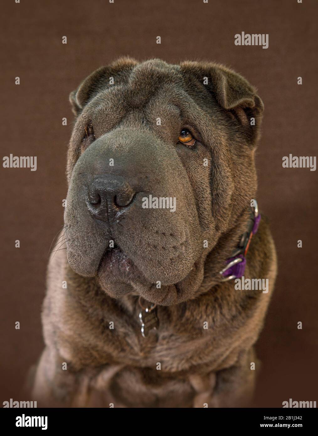 Cute dog Portrait Photograph of a Shar Pei Stock Photo - Alamy