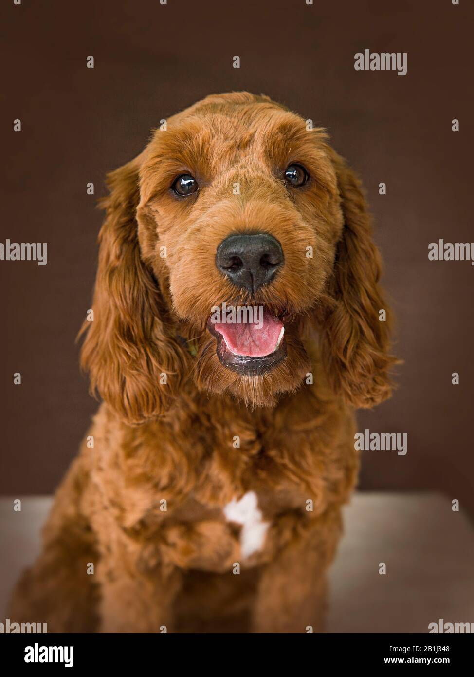 Cute dog Portrait Photograph of a Cocker Spaniel Stock Photo - Alamy