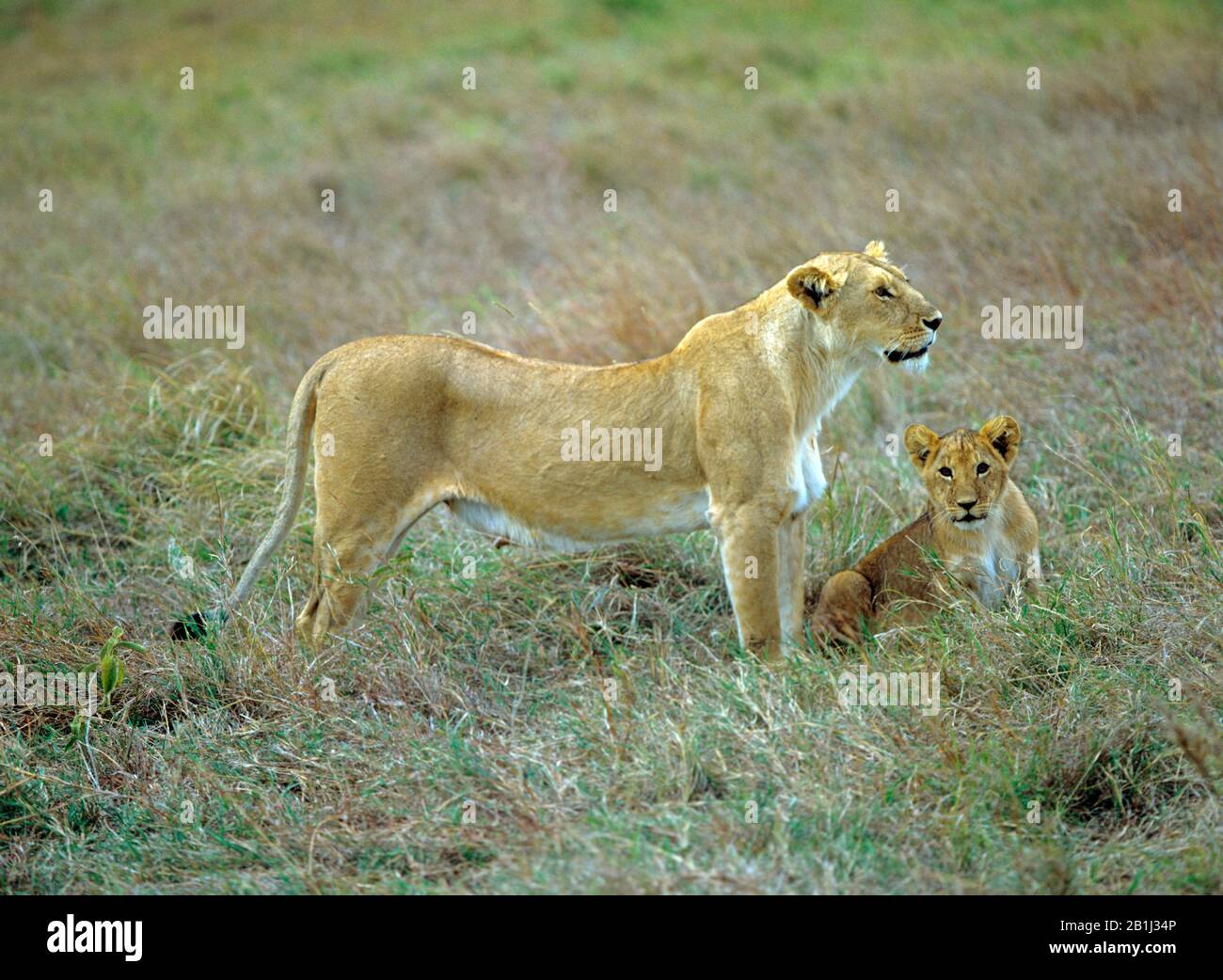 Loewen hi-res stock photography and images - Alamy