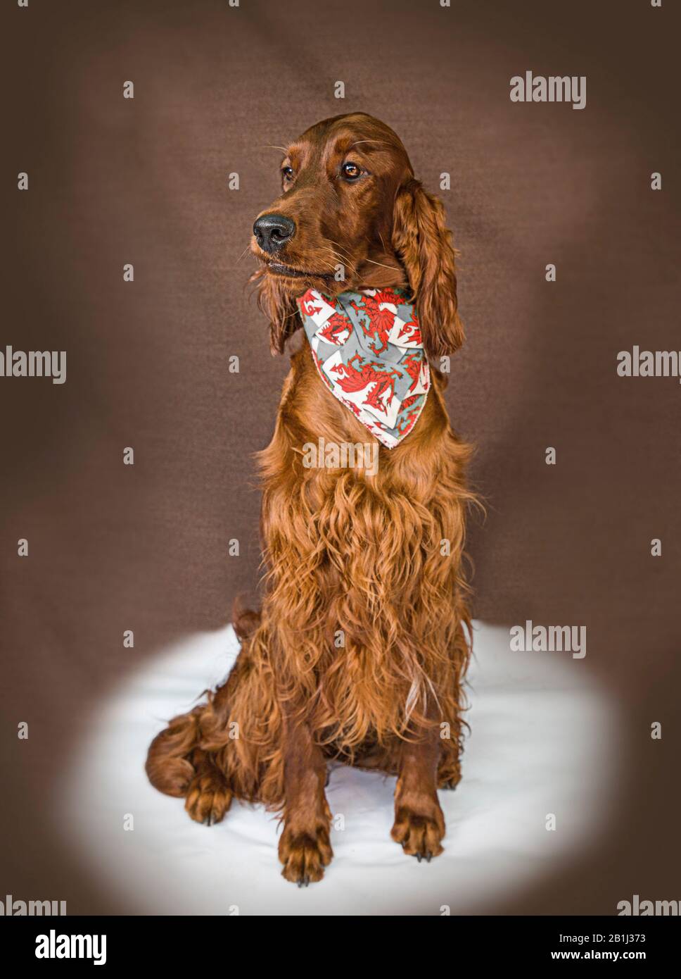 Cute dog Portrait Photograph of an Irish Setter Stock Photo - Alamy