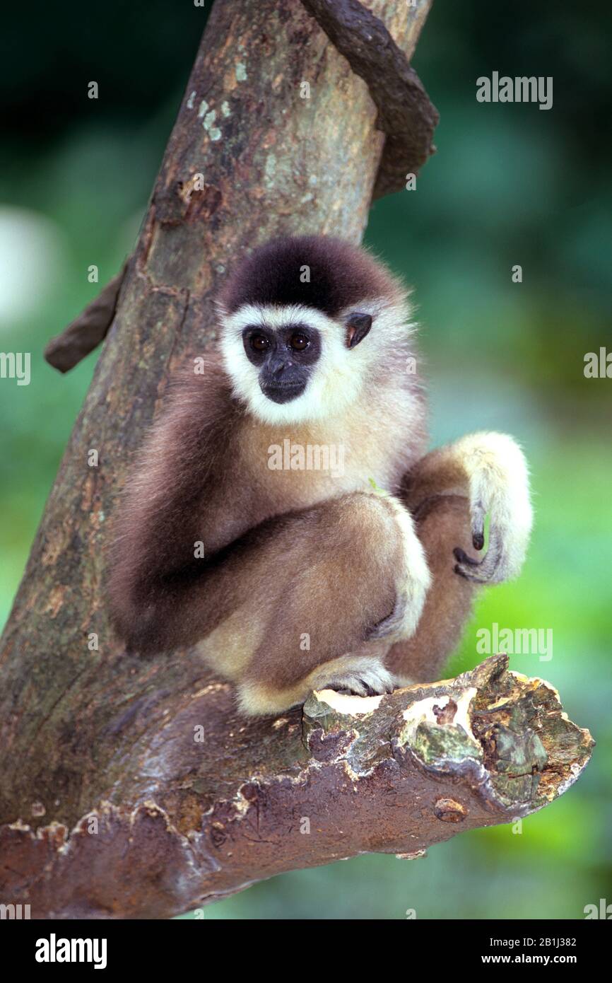 Borneo gibbon hi-res stock photography and images - Alamy