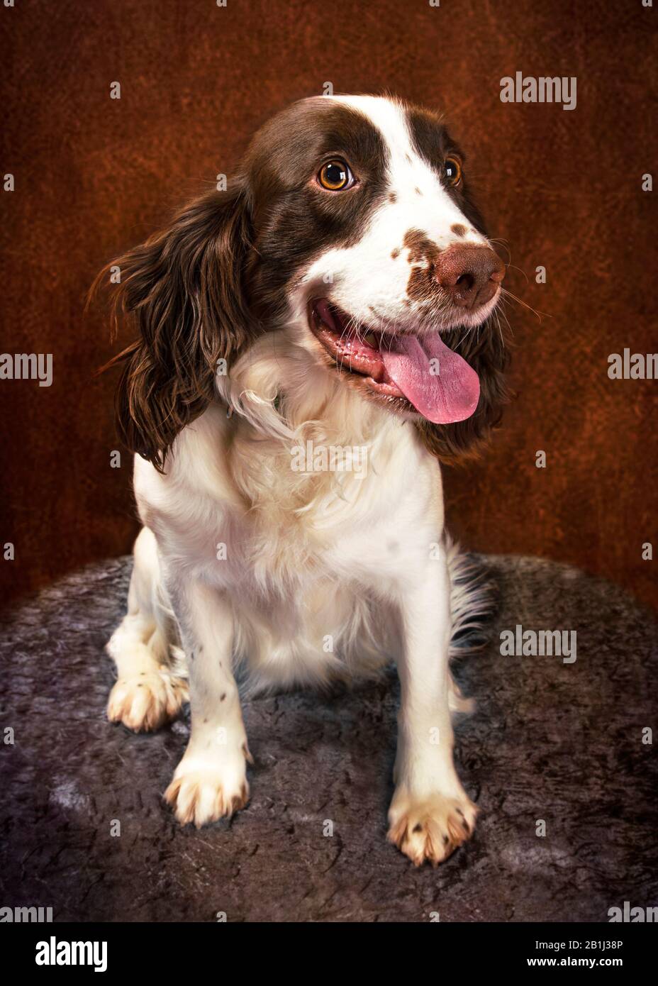 Cute dog Portrait Photograph of a Cocker Spaniel Stock Photo - Alamy