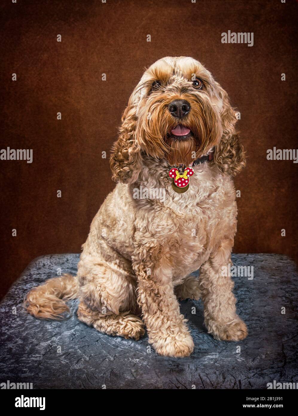 Cute dog Portrait Photograph of a Cavapoo Stock Photo - Alamy