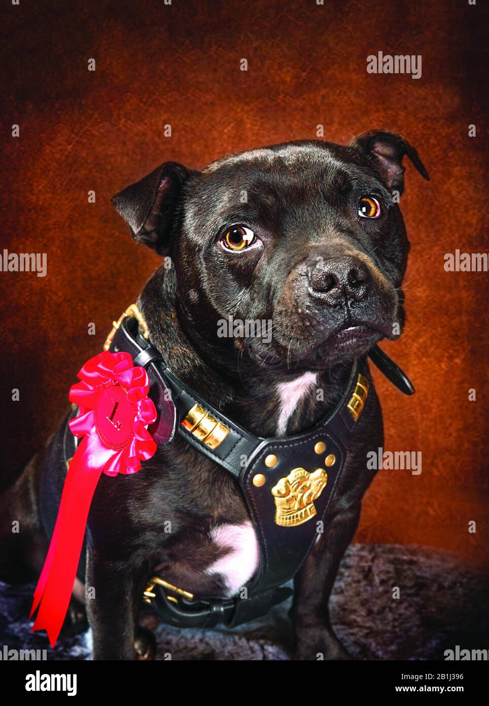 Cute dog Portrait Photograph of a Staffordshire Bull Terrier Stock ...