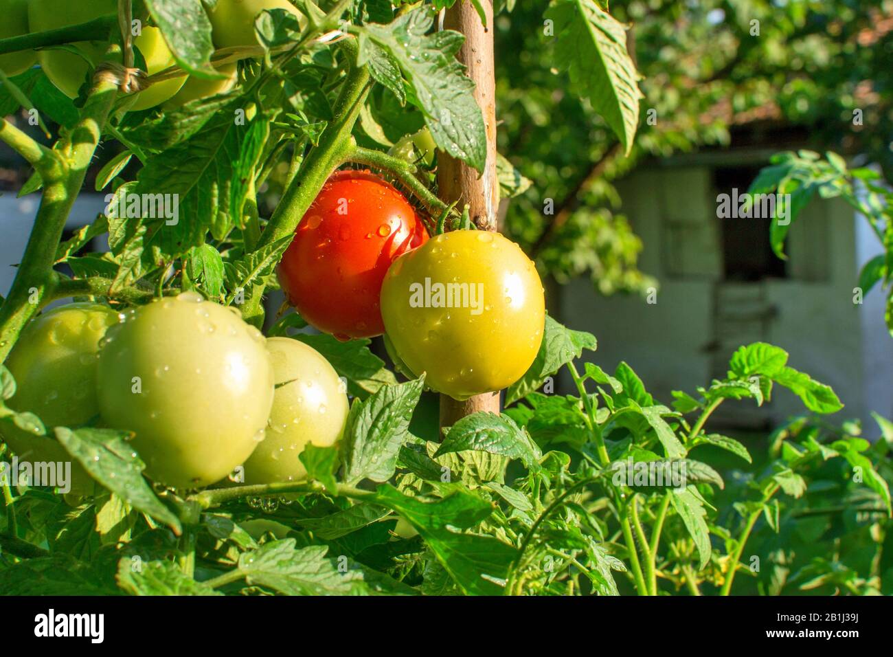 Tomatoes on vine. Organic farming Stock Photo - Alamy