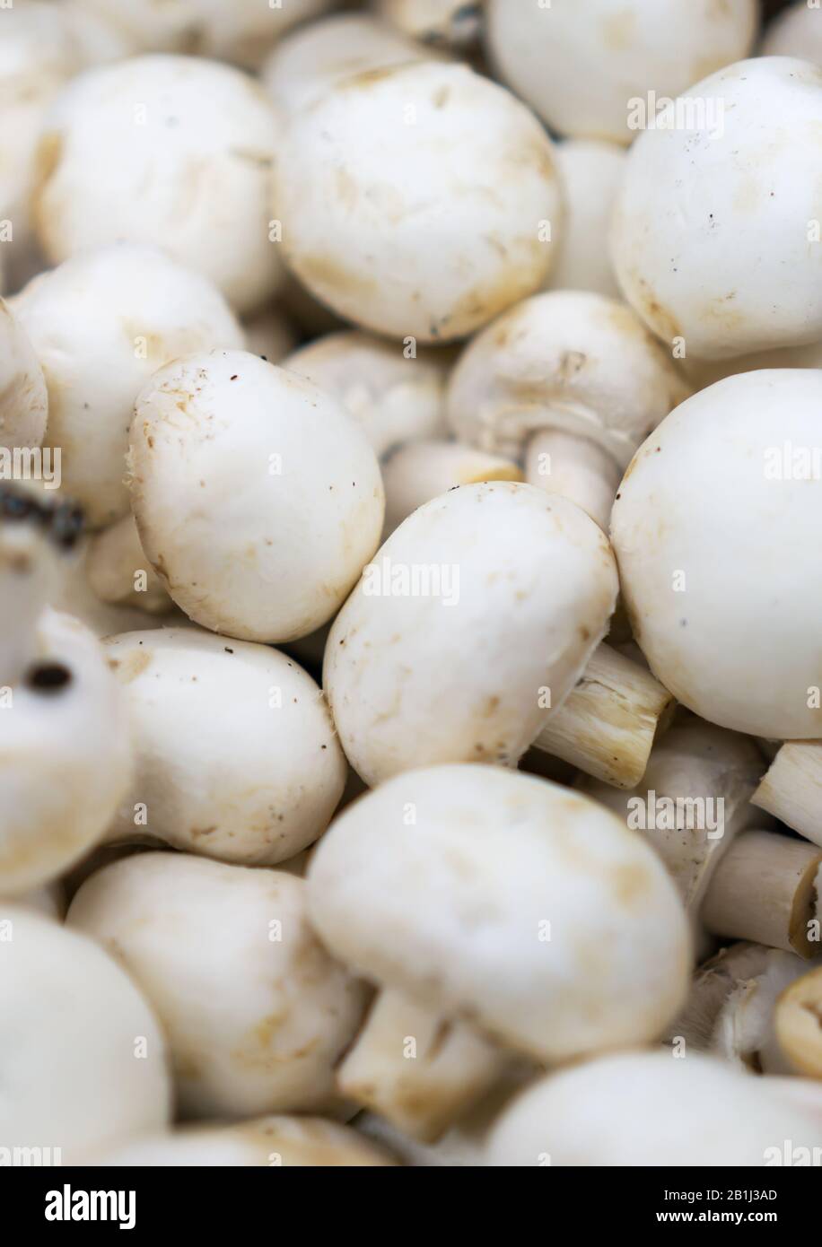 Close-up view of organic champignons in supermarket Stock Photo - Alamy