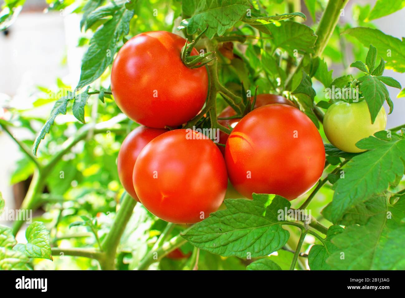 Tomato bush on hand hi-res stock photography and images - Alamy