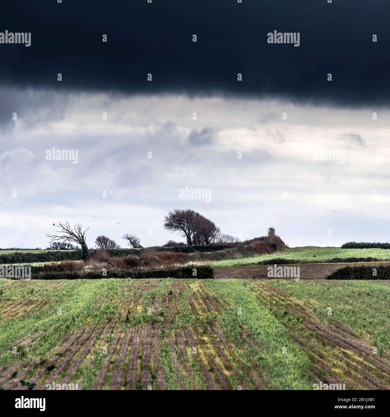 Trees growing in a hedgerow on the edge of agricultural land in ...