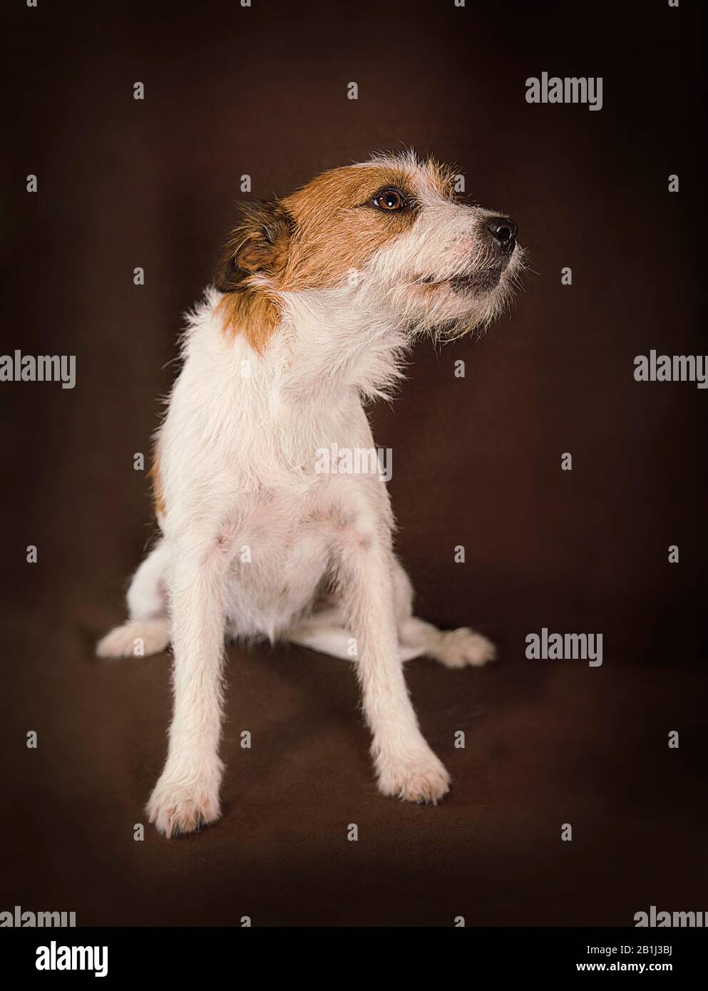 Cute dog Portrait Photograph of a Jack Russell Terrier Stock Photo - Alamy