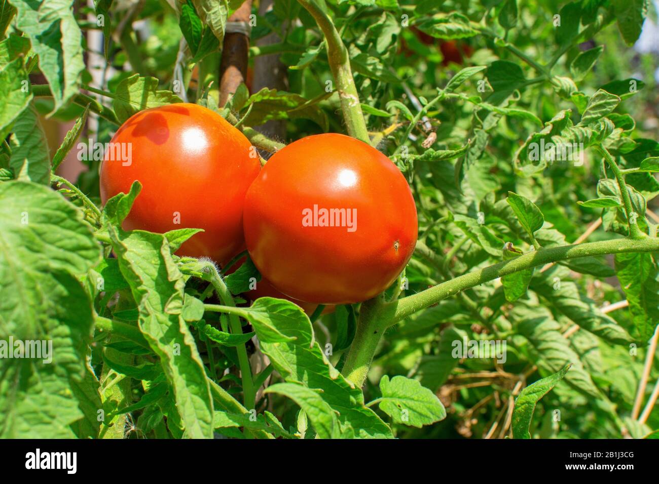 Tomato bush on hand hi-res stock photography and images - Alamy