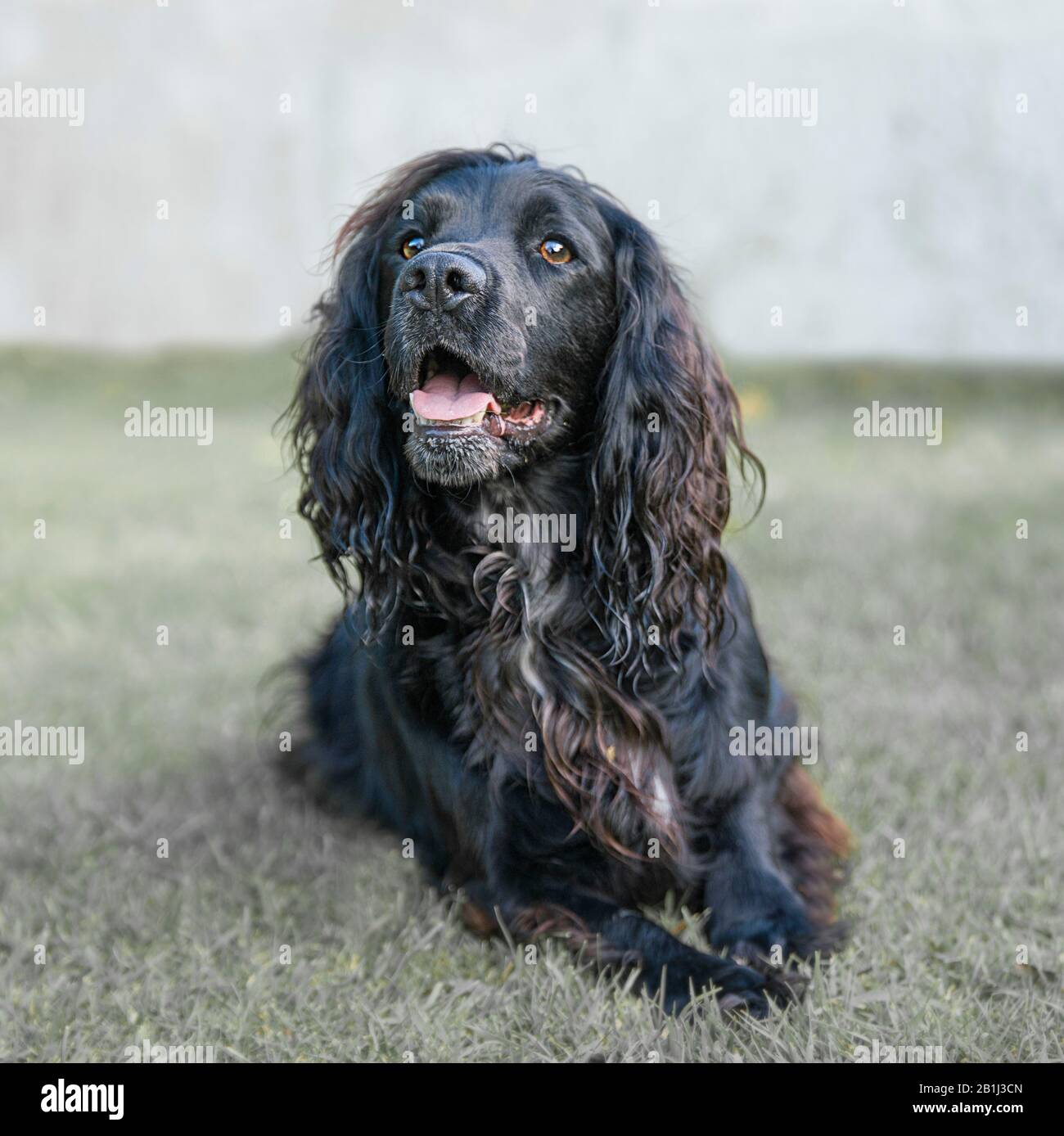 Cute dog Portrait Photograph of a Cocker Spaniel Stock Photo - Alamy