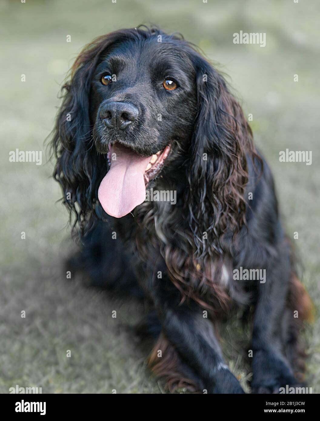 Cute dog Portrait Photograph of a Cocker Spaniel Stock Photo - Alamy