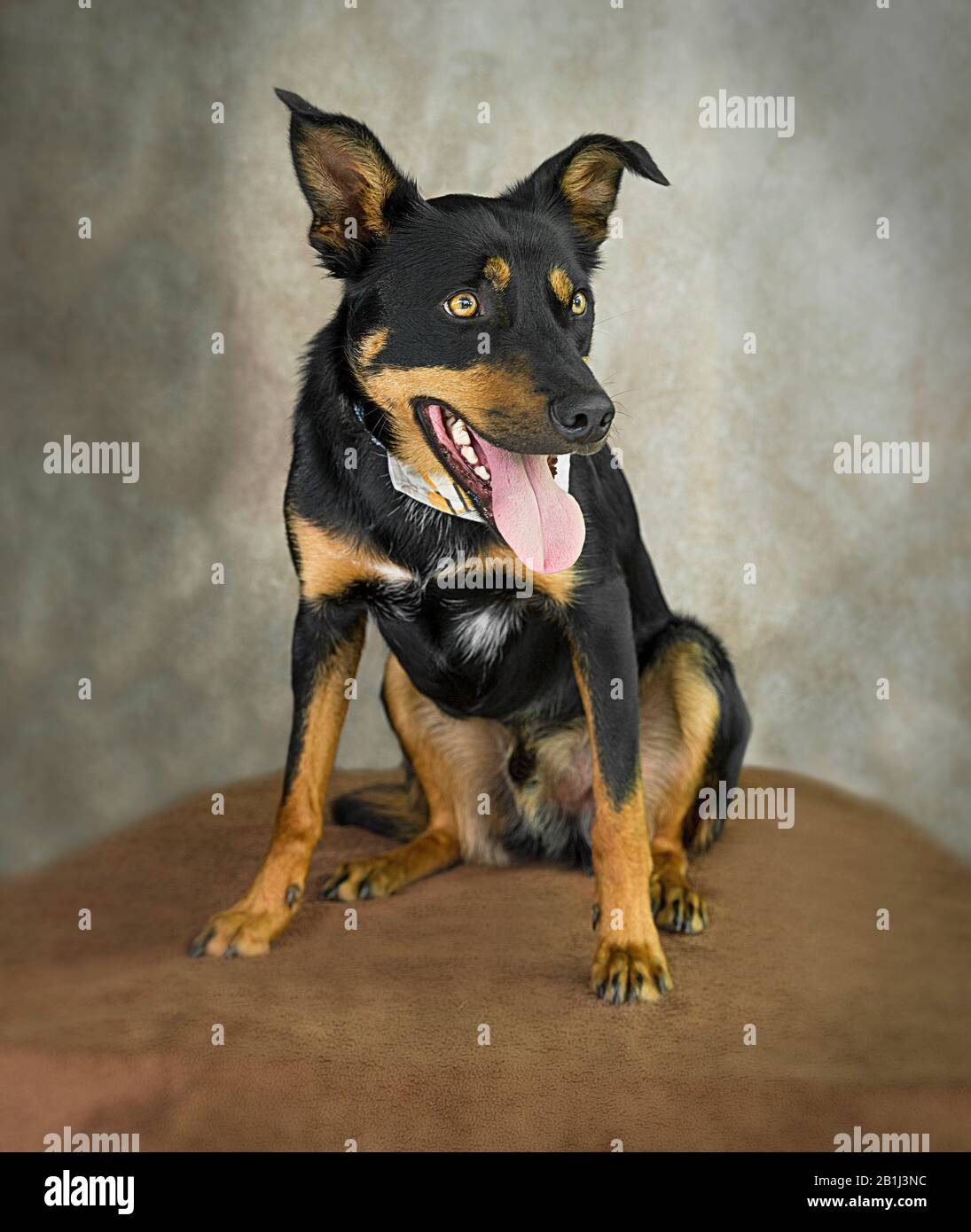Cute dog Portrait Photograph of a German Shepherd Cross Stock Photo - Alamy
