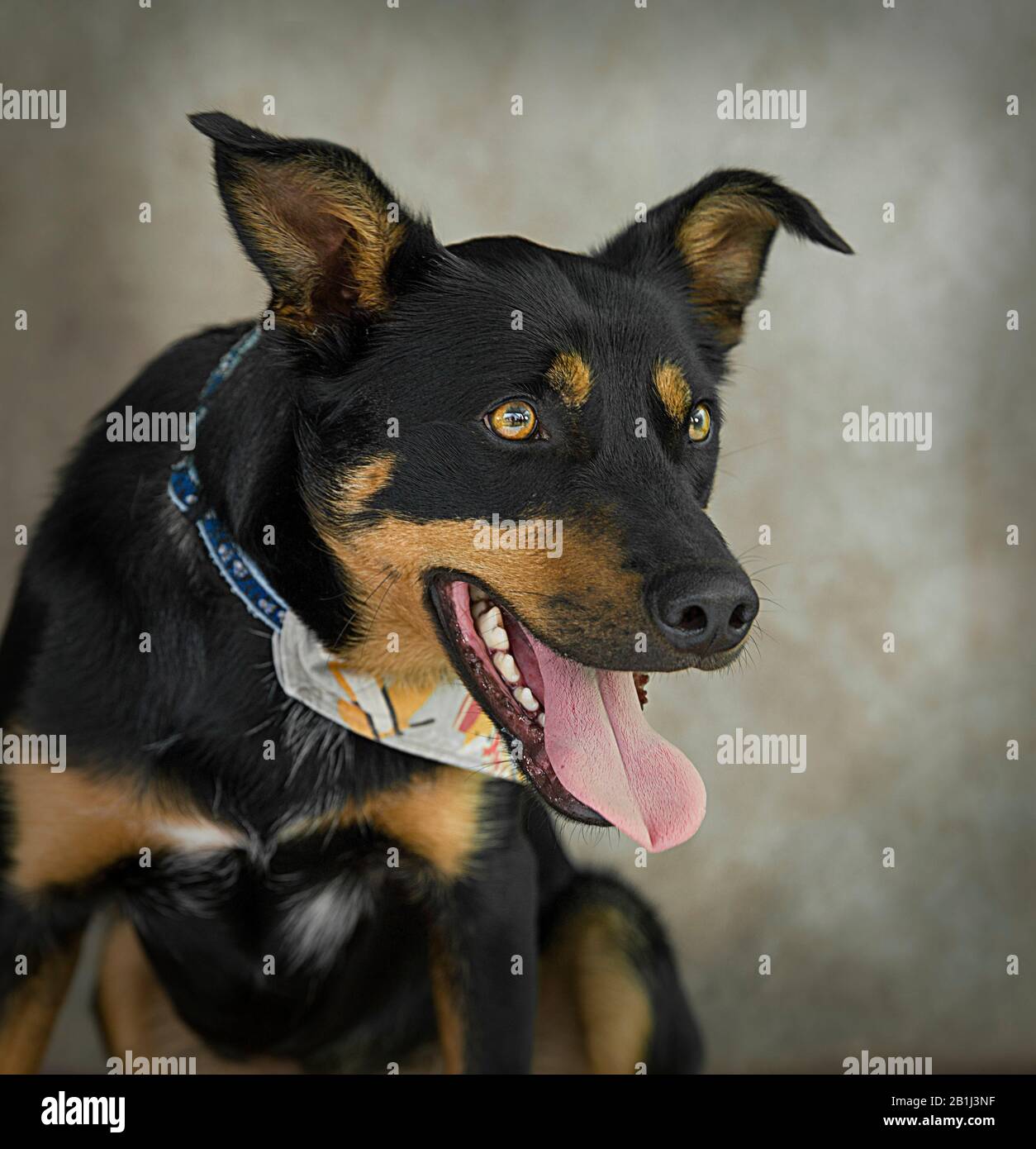 Cute dog Portrait Photograph of a German Shepherd Cross Stock Photo - Alamy