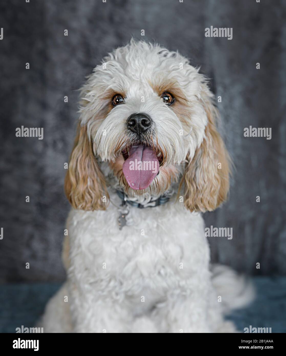 Cute dog Portrait Photograph of a Cavapoo Stock Photo - Alamy