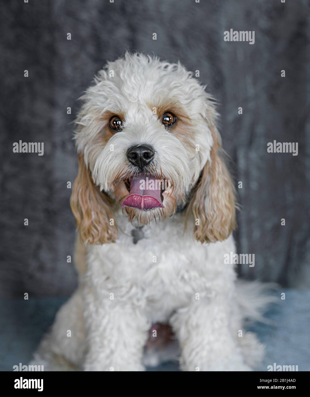 Cute dog Portrait Photograph of a Cavapoo Stock Photo - Alamy