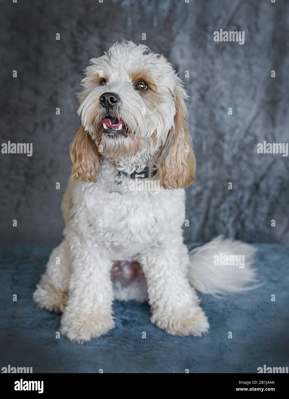 Cute dog Portrait Photograph of a Cavapoo Stock Photo - Alamy