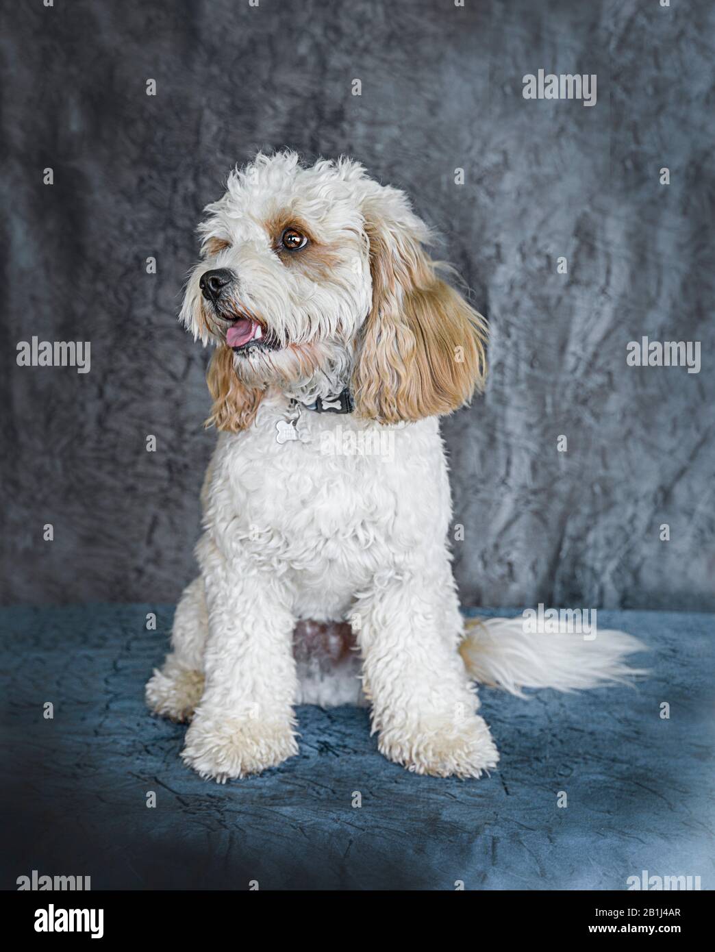Cockerpoo photograph hi-res stock photography and images - Alamy