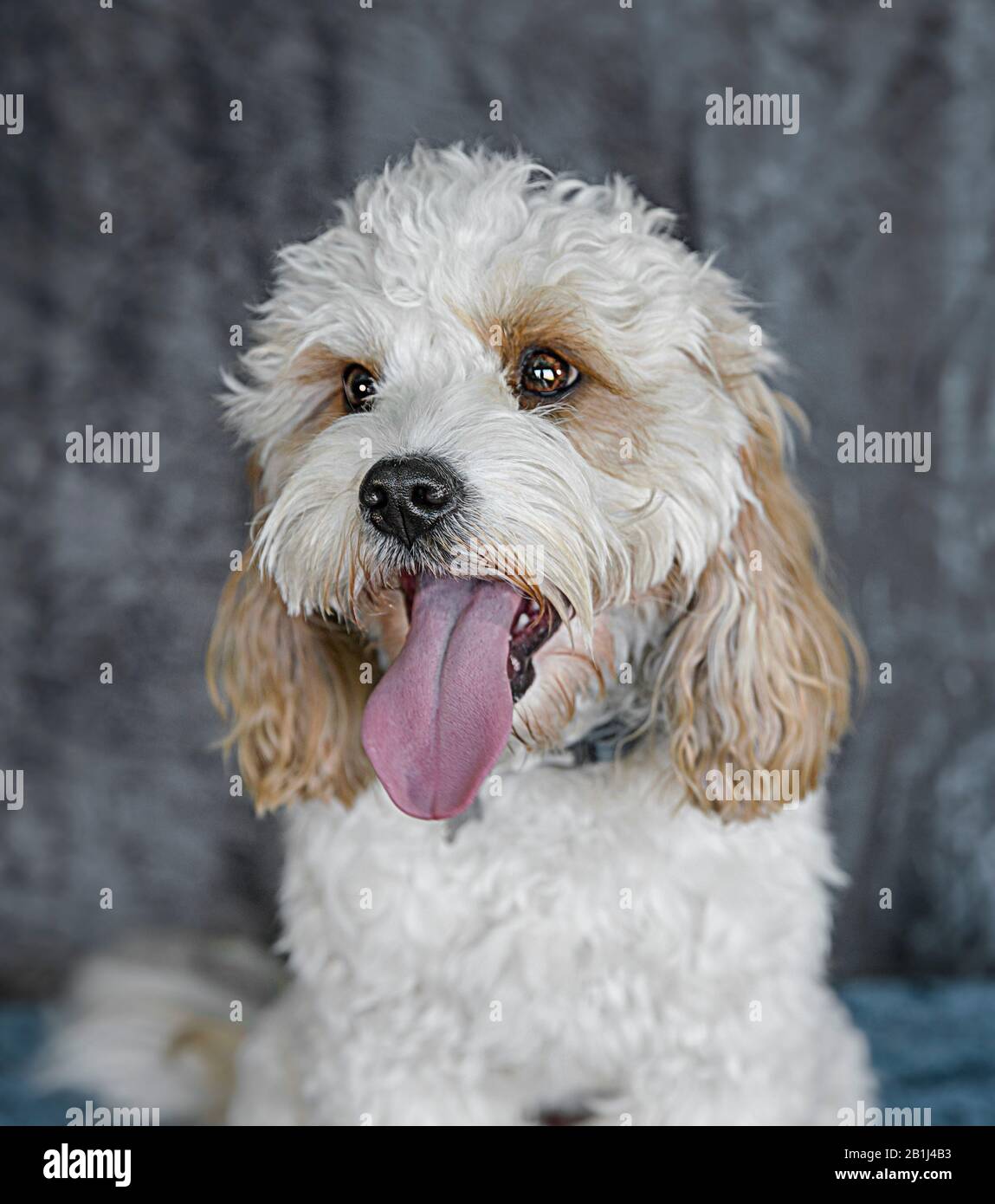 Cute dog Portrait Photograph of a Cavapoo Stock Photo - Alamy